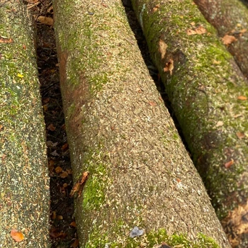 Ash Logs German And French Origin,Abc Grade 30cm+,70% 40cm+,Shipped In ...