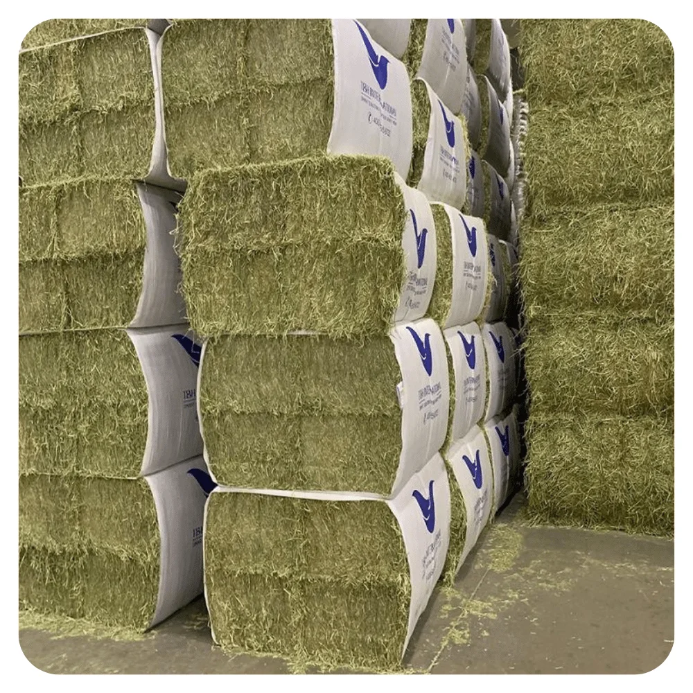 Premium Double Compressed Alfalfa Hay for Animal Feeding
