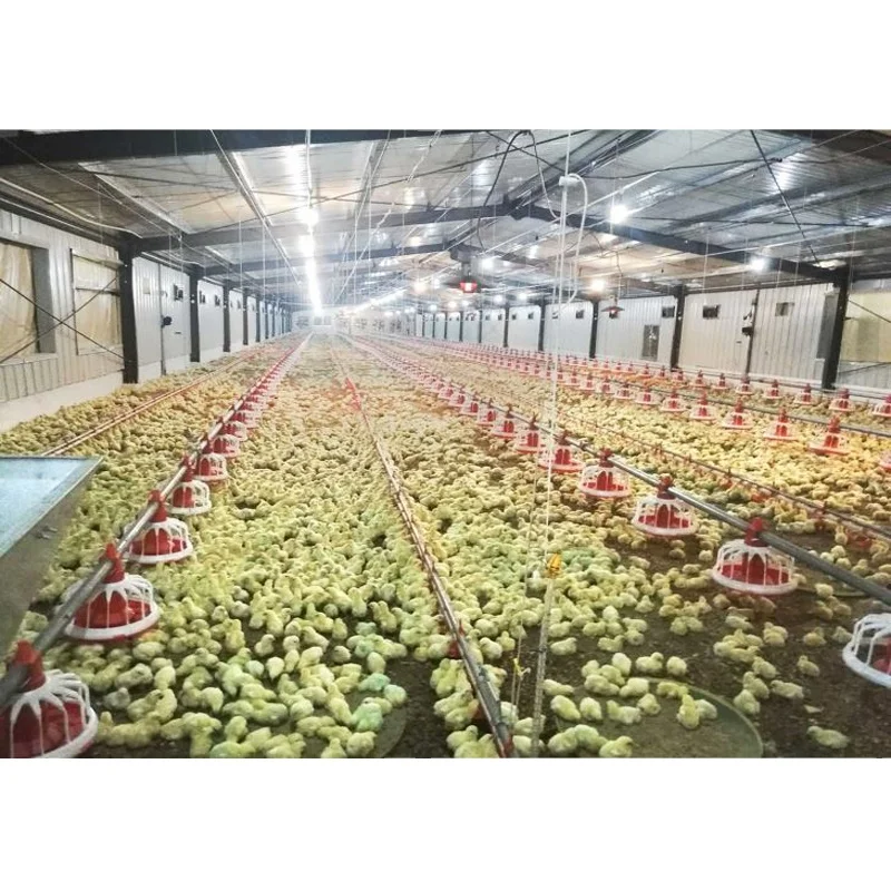 Low Cost China Made Commercial Chicken House Used - Buy Chicken Poultry ...