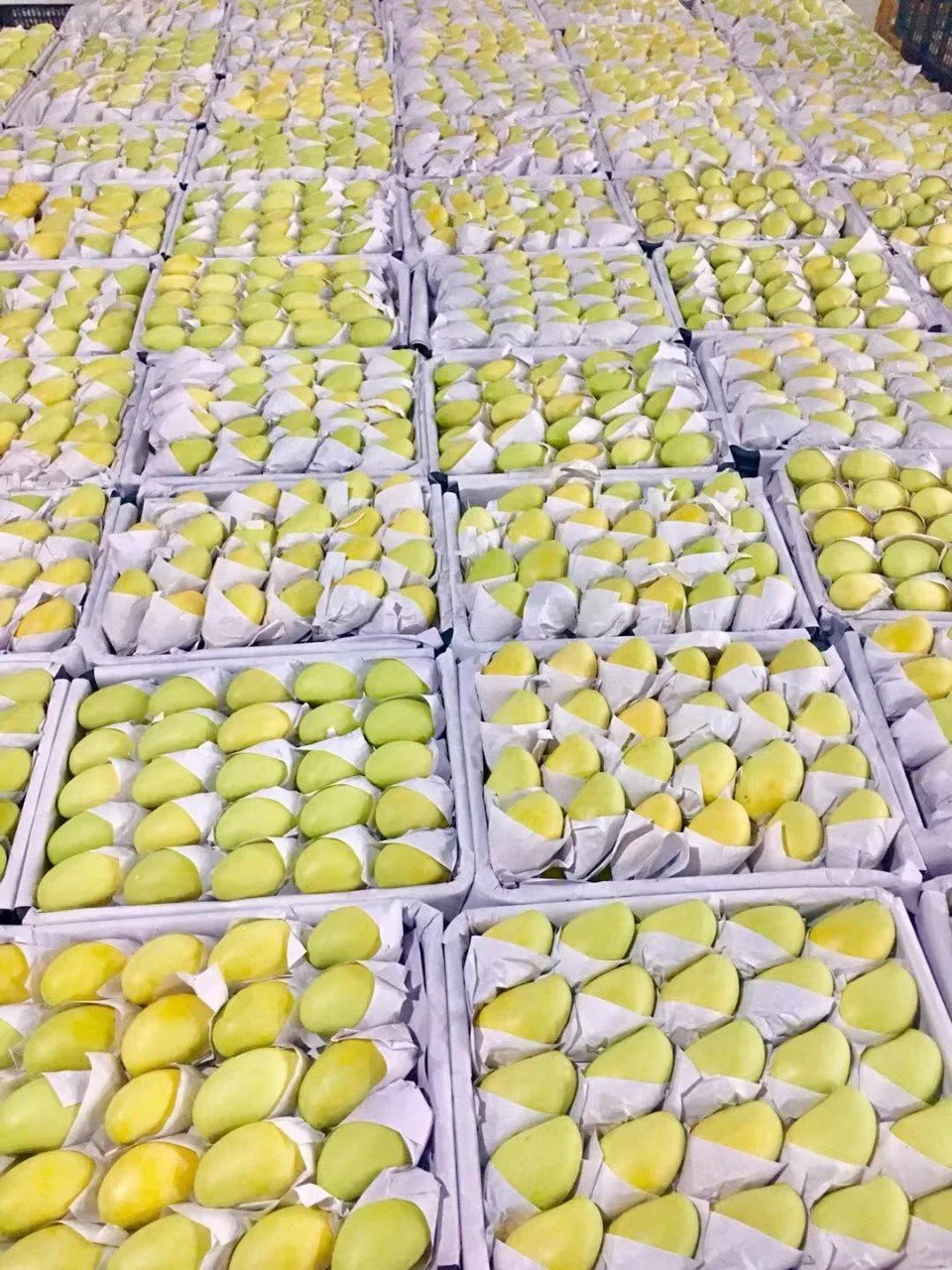 Fresh Mango Hot Product With Best Price High Quality In Viet Nam Clean ...