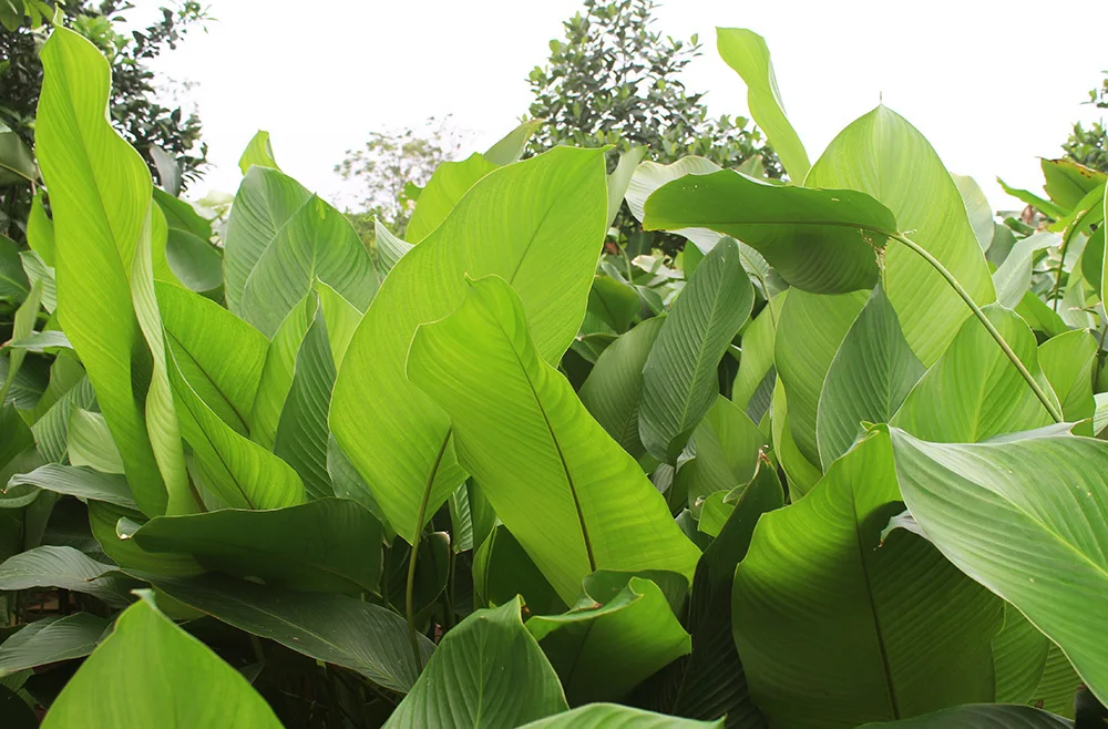 Dong Leaf - Perfect for Wrapping Banh Chung and Food Decor