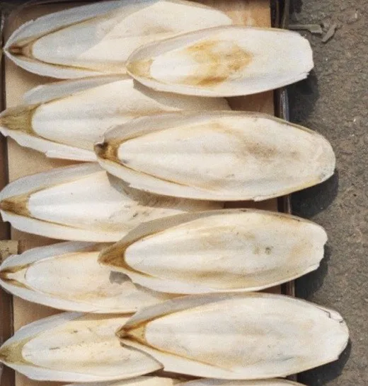 Wholesale Dry Cuttlebone Cuttlefish Bone For Pets Reptile Hermit Crab ...