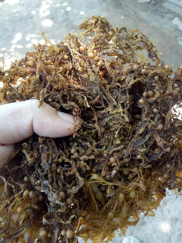 Dried Sargassum Polycystum Sargassum Spinuligerum 0084947900124 - Buy ...