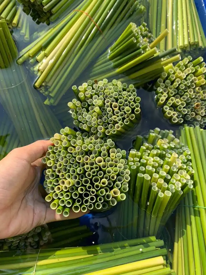 Eco-friendly Grass Straws from Vietnam - Perfect for Drinks