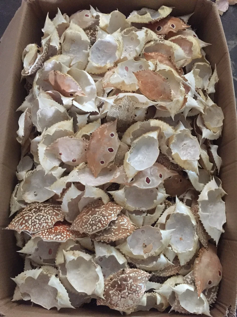 Hot Hot!! Dried Crab Shell With High Quality And Competitive Price For ...