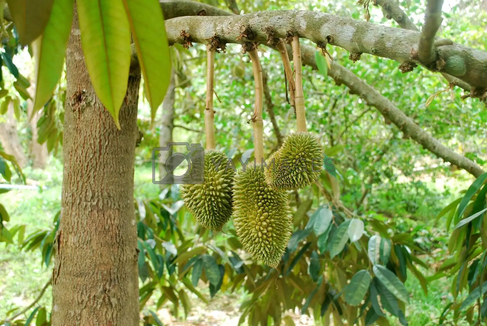 Monthong Durian Made In Vietnam So Fresh Premium Quality Fresh Whole ...