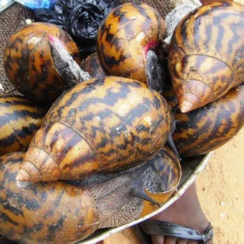 Giant African Land Snails For Sale,High Quality Edible Snails - Buy ...