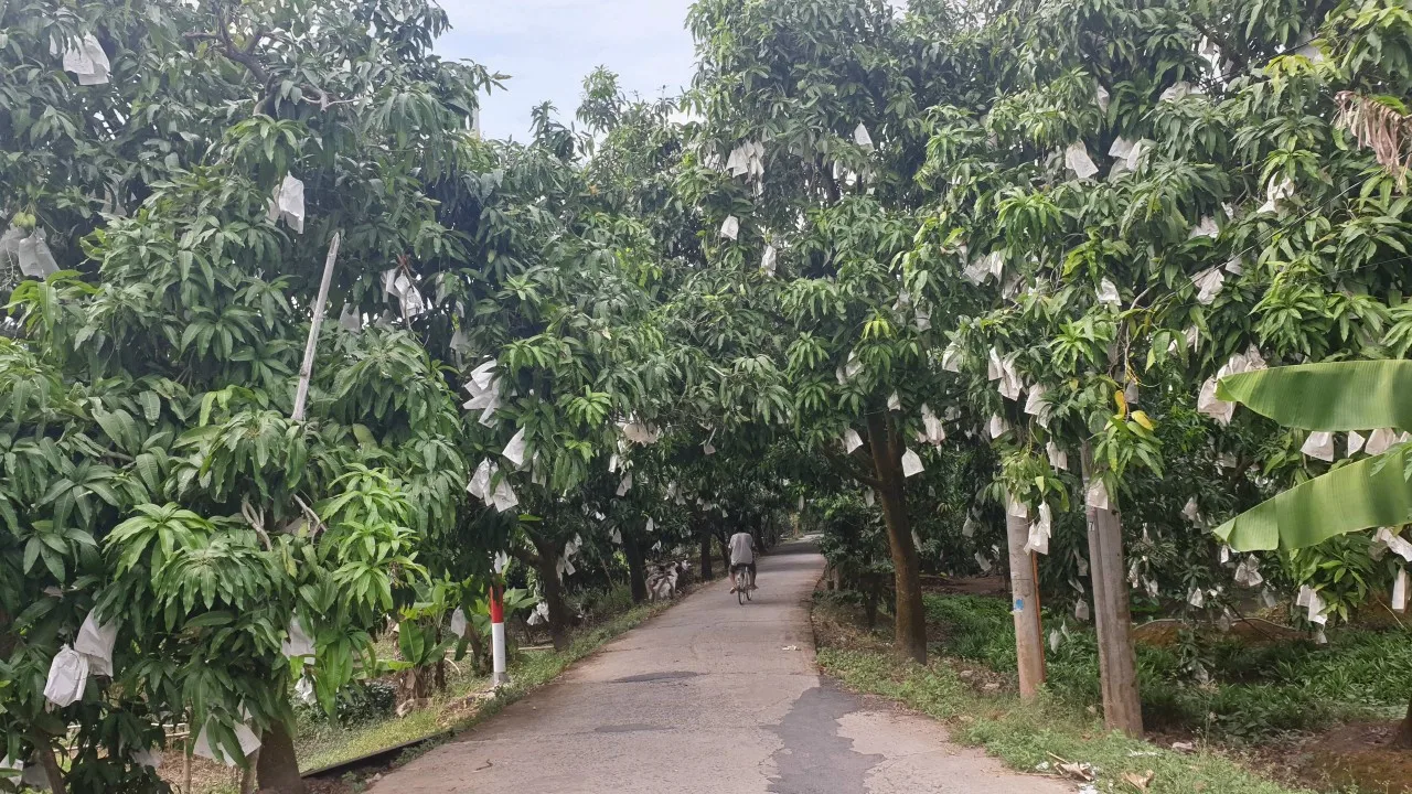 Fresh Mango Fruit Kaew - High Quality & Delicious Taste