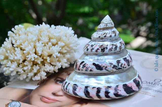 Vietnamese Handicrafts - Colorful Polished Snail Shells