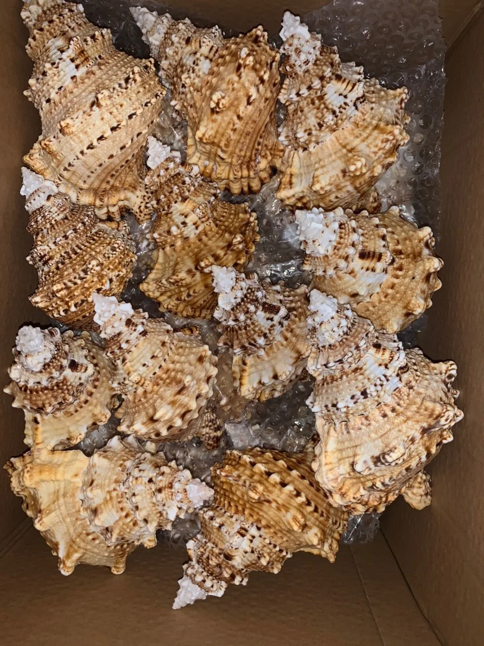 Green Conch Shells - Turbo Marmoratus - Buy Sea Shells Snail Shell ...