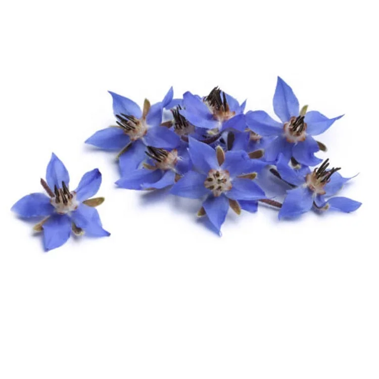 Tansy Blue Oil 100% Pure Best Quality Natural Tanacetum Annuum Flower ...