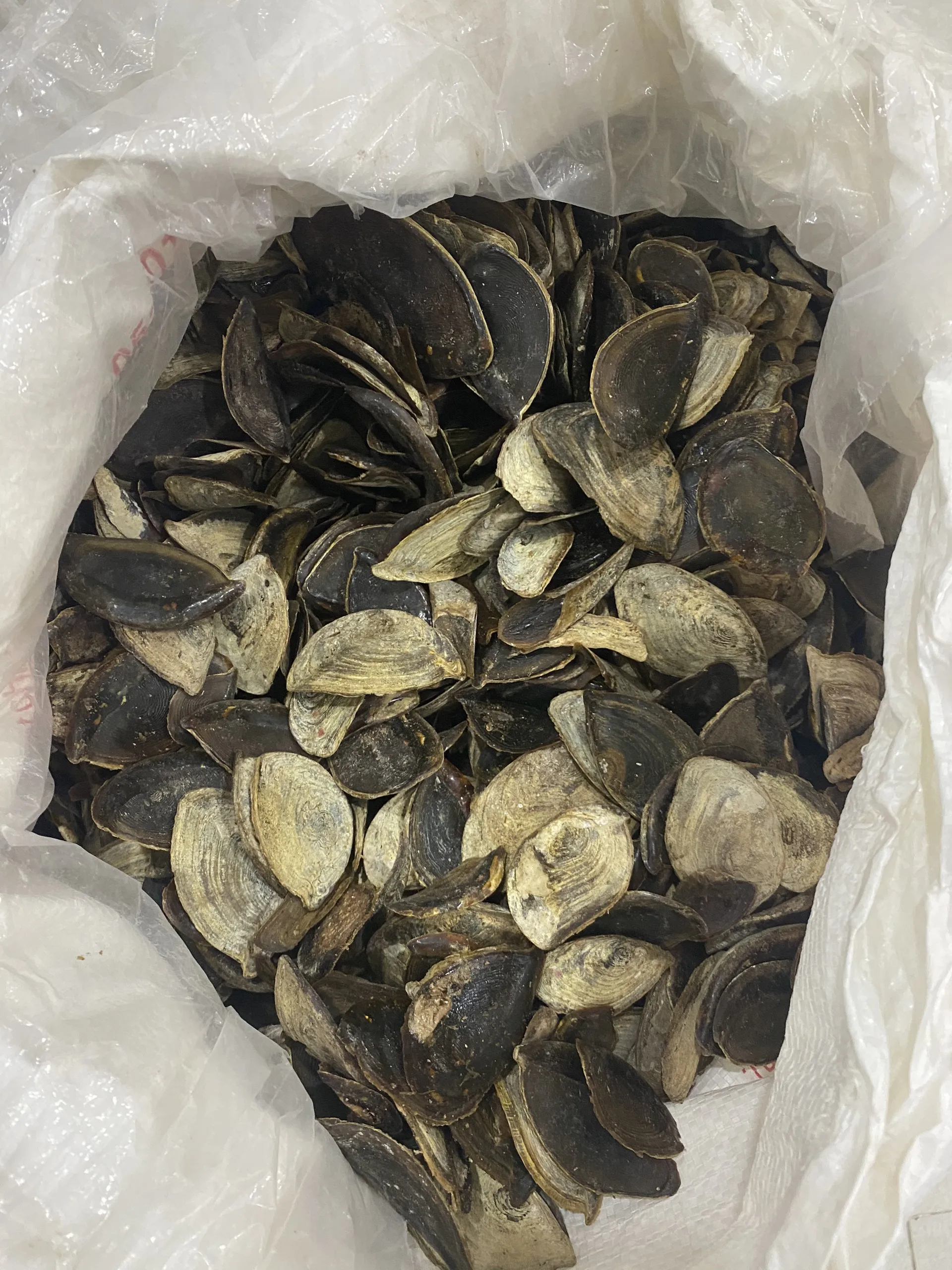 Vietnam High Quality Murex Operculum Seashell Bulk Seashells Murex ...