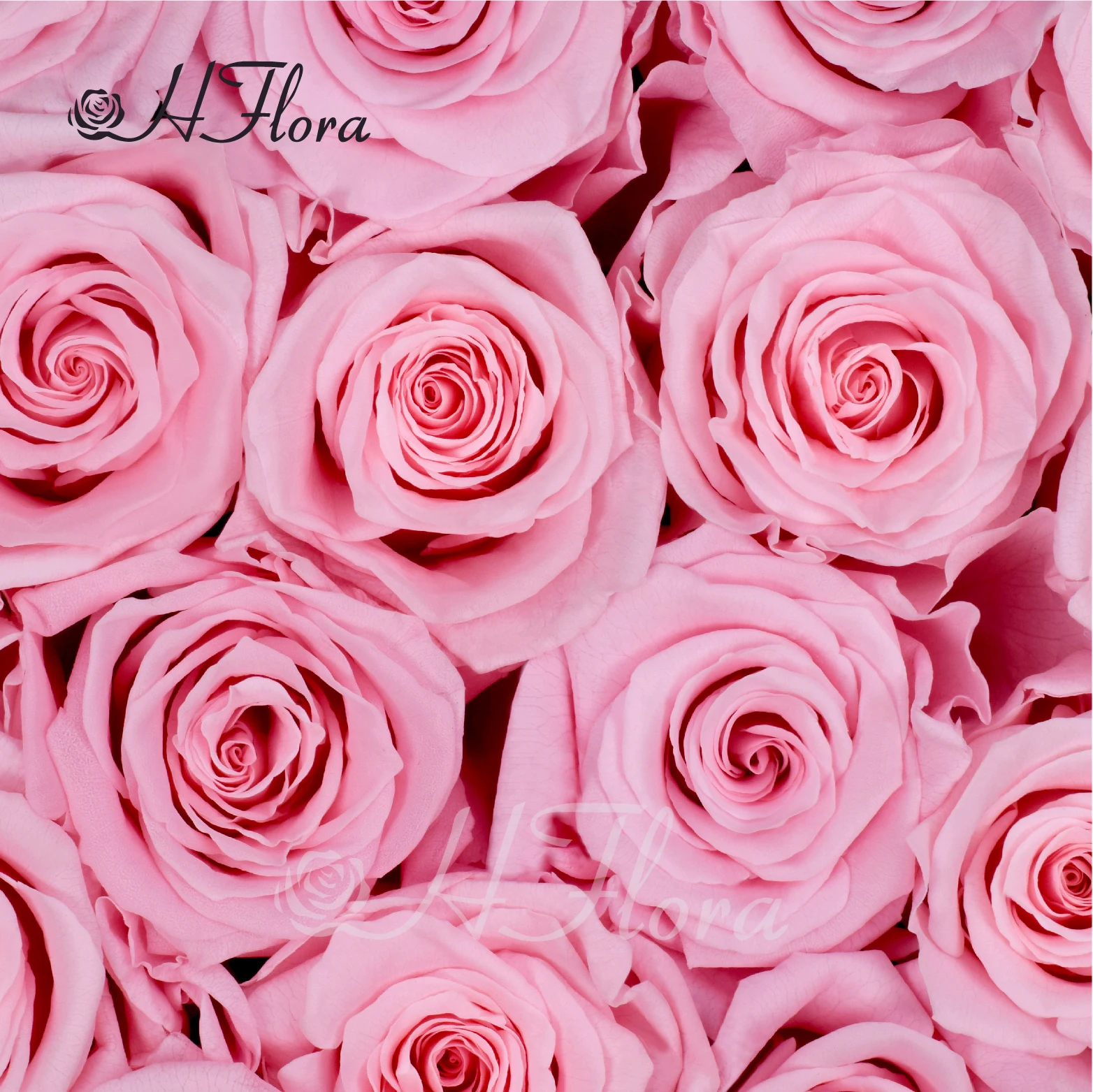 Hfloral Valentine Mother's Christmas Birthday Anniversary Gift Gold ...