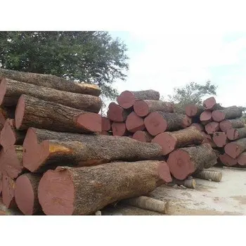 Wood Chile Radiata Pine Fresh Log Chilean Pine Wood Suppliers And ...