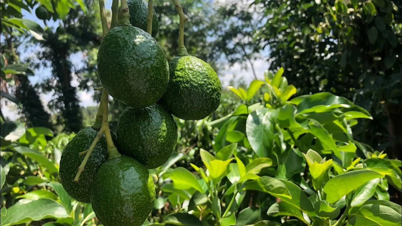 High Tropical Fruit New 2022 Booth Avocado Made in Vietnam