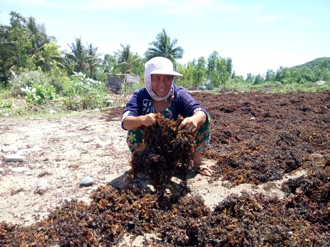 Dried Sargassum Spinuligerum/ Sargassum / Viet Nam Origin - Katie ...