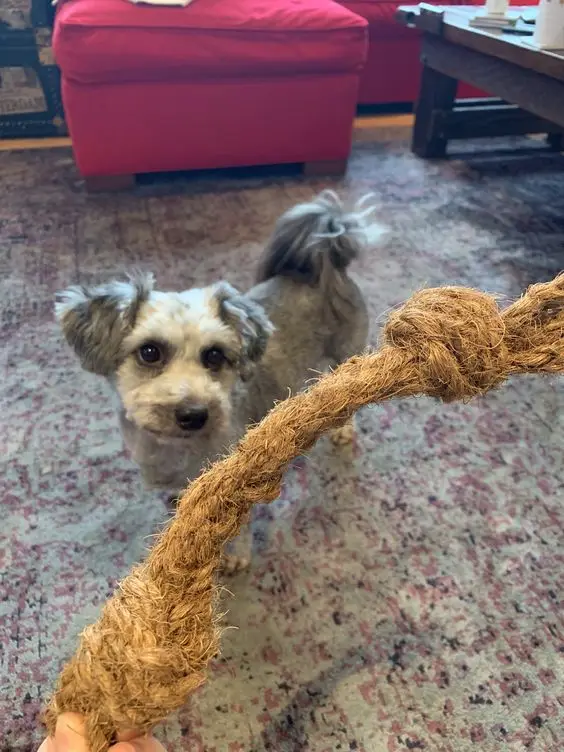 Natural Coconut Chew Rope for Dogs - Durable & Healthy