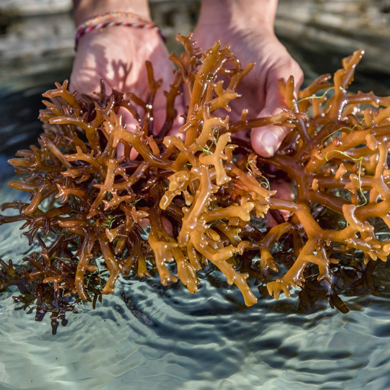 Kualitas Tinggi Eucheuma Cottonii Rumput Laut-helen + 84374288086 - Buy ...