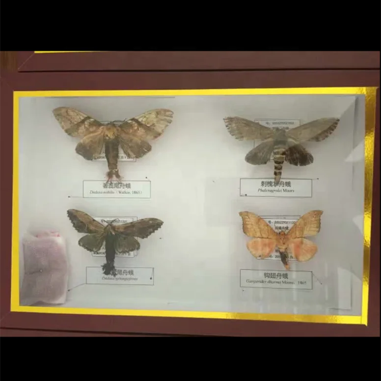 Entomological Boxes - Premium Display Solutions