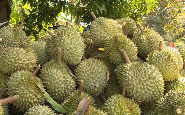 Wholesale Fresh Durian From Viet Nam - Ms. Ann +84 902627804 - Buy ...