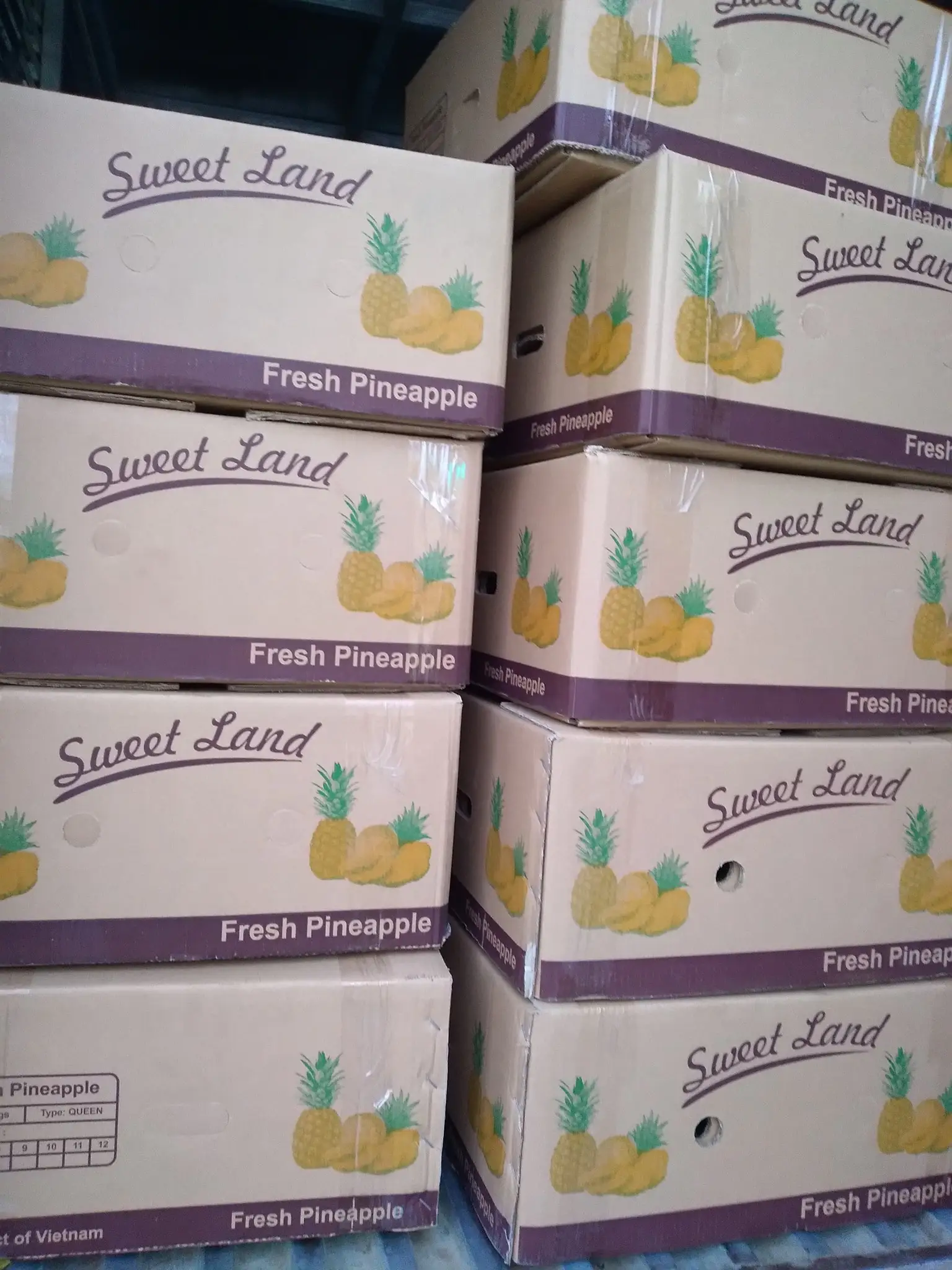 Fresh Pineapple from Vietnam - Export with Competitive Price