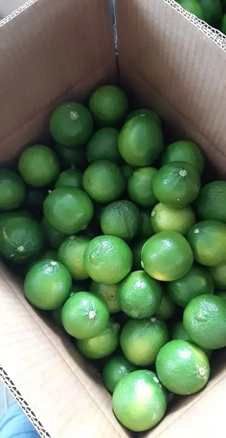 Fresh Green Seedless Lime Top Grade From Vietnam - Buy Vietnam Lime ...