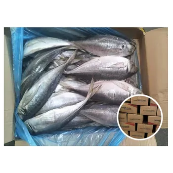 25cm+ Horse Mackerel Thomson Fish For Sale - Buy Thomson Fish,25 Horse ...