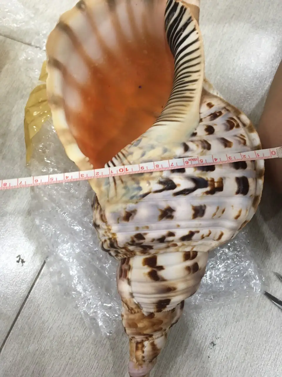 Polished Seashells - Abalone Shells from Vietnam Beach