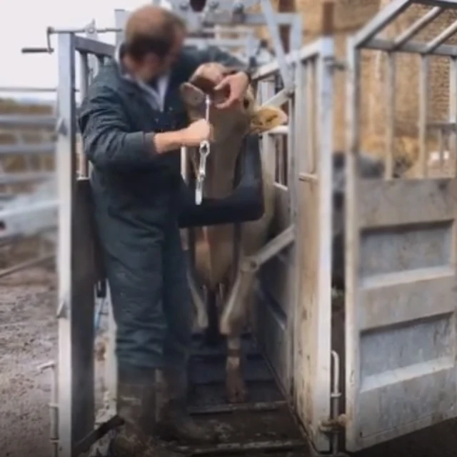 High Quality Cattle Bolus Applicator Balling Gun Cattle Bolus ...