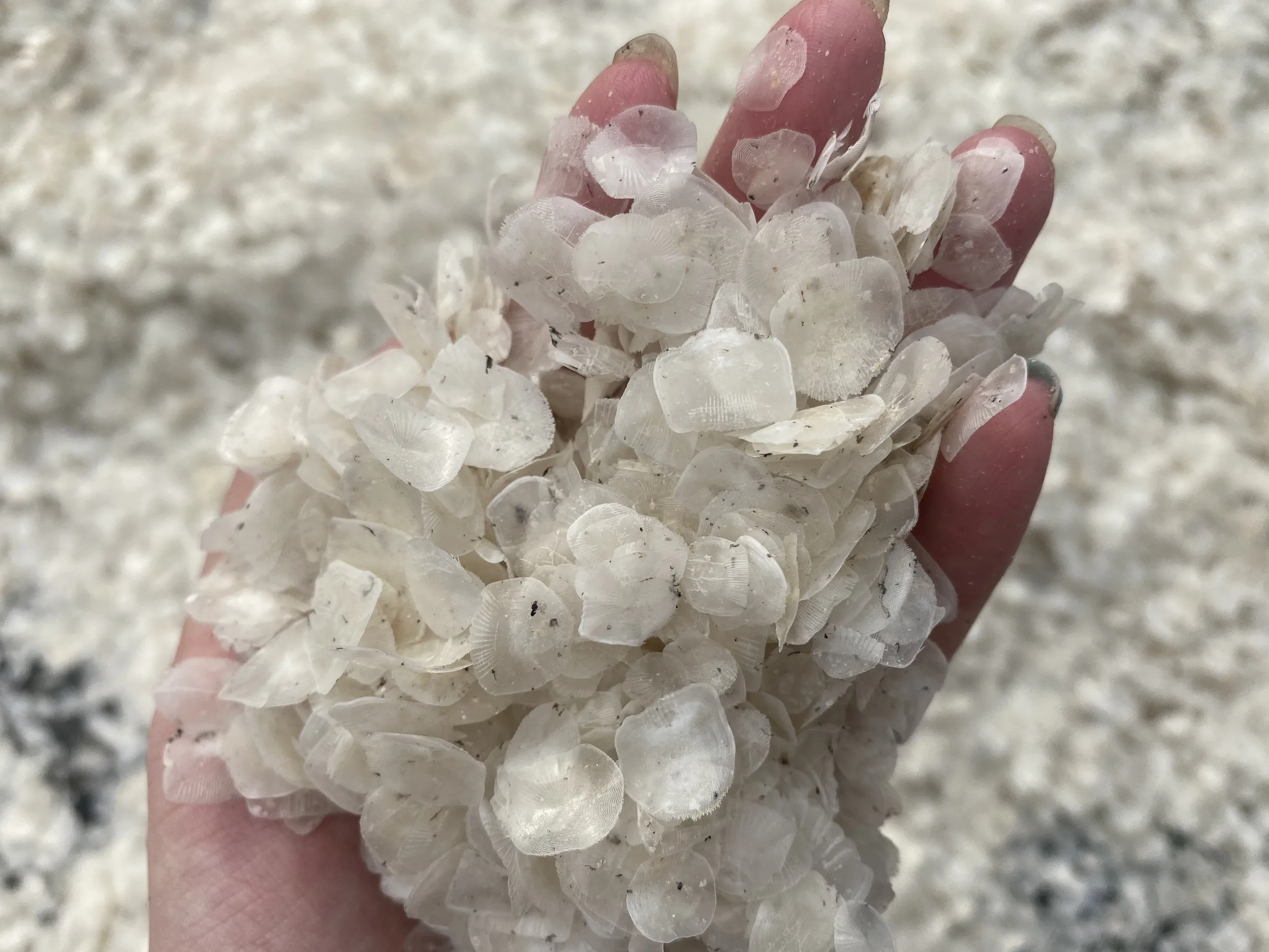 Sun Drying Fish Scale Tilapia Fish Scale For Collagen In Vietnam Export ...