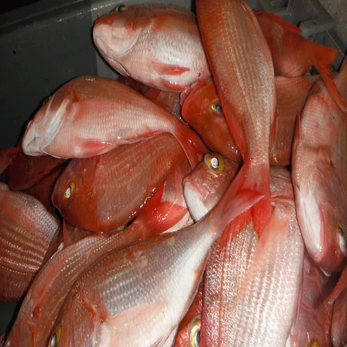 Red Sea Bream Fish / Processed Frozen Sea Bream - Red Sea Bream ...