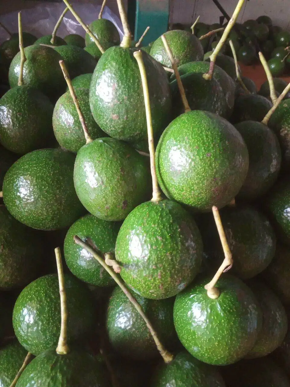 High Tropical Fruit New 2022 Booth Avocado Made in Vietnam