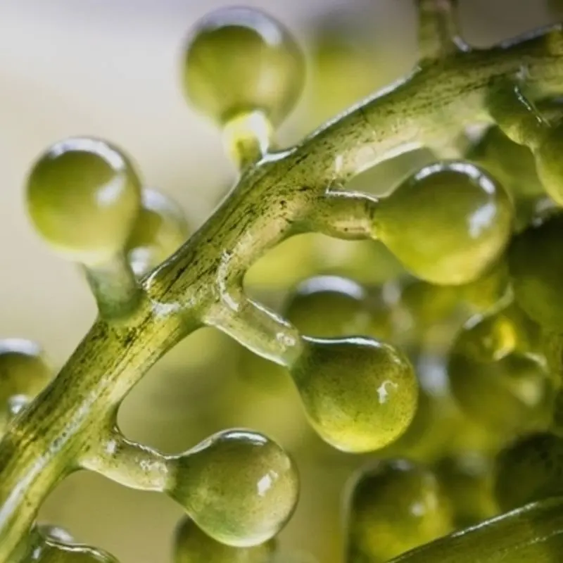 FRESH SEA GRAPE - High Nutritional Value Seaweed Snacks