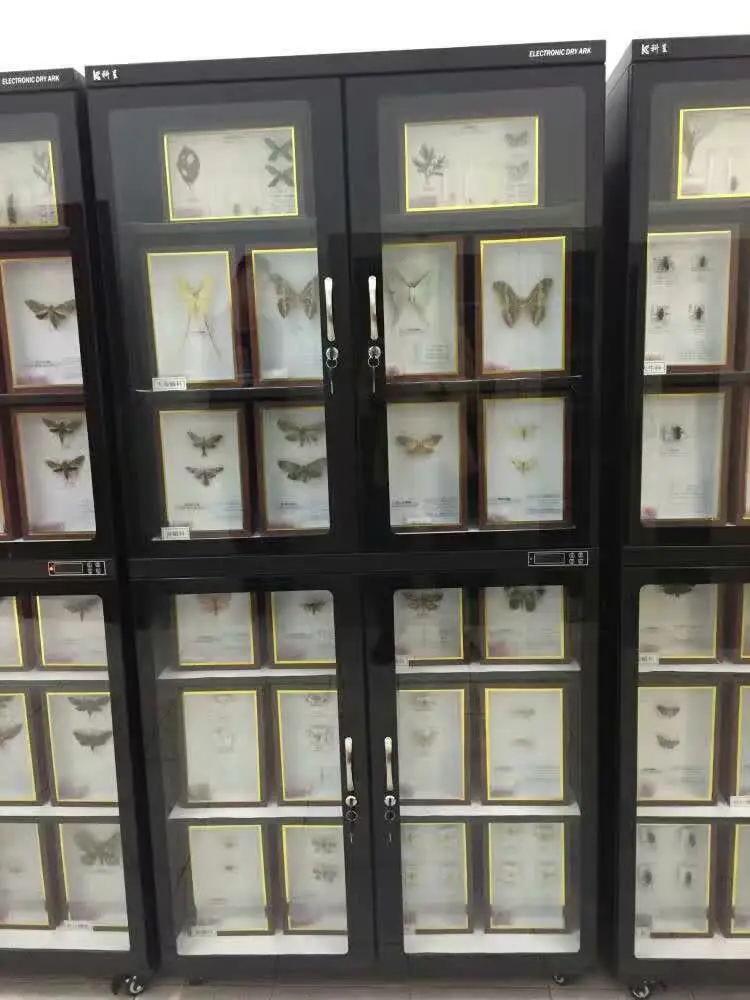 Entomological Boxes - Premium Display Solutions