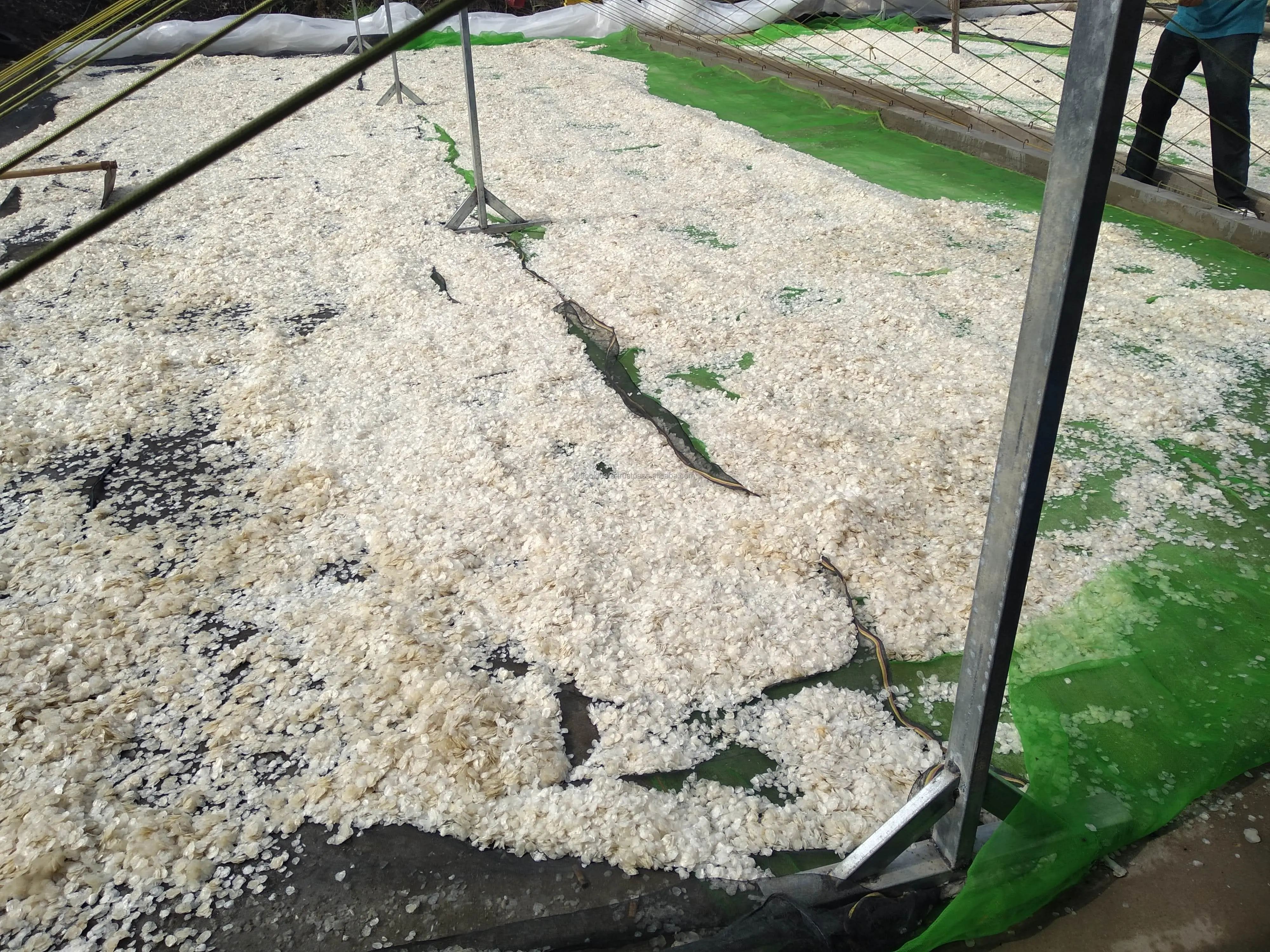 Sun Drying Fish Scale Tilapia Fish Scale For Collagen In Vietnam Export ...