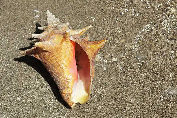 Wholesale Dry High Quality Operculum Shell Seashell Murex