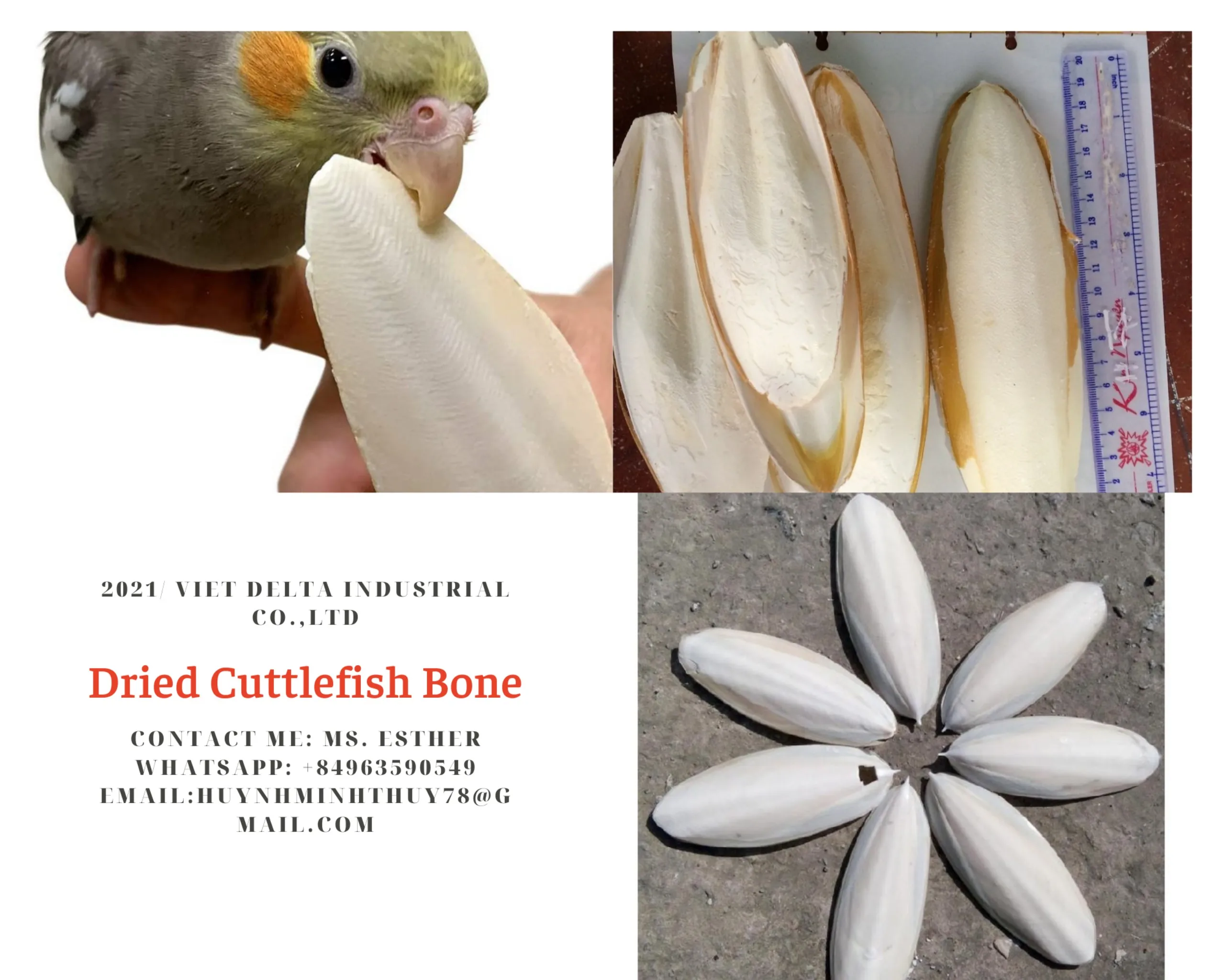 CUTTLEFISH BONE - High Quality & Affordable from Vietnam