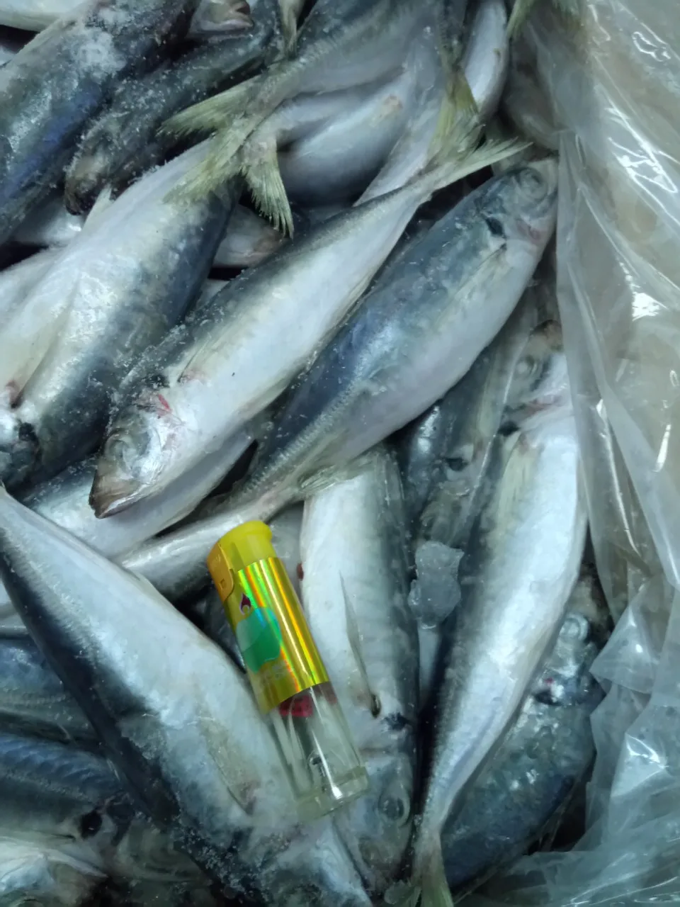 Frozen Layang Round Scad - Premium Quality & Sustainability