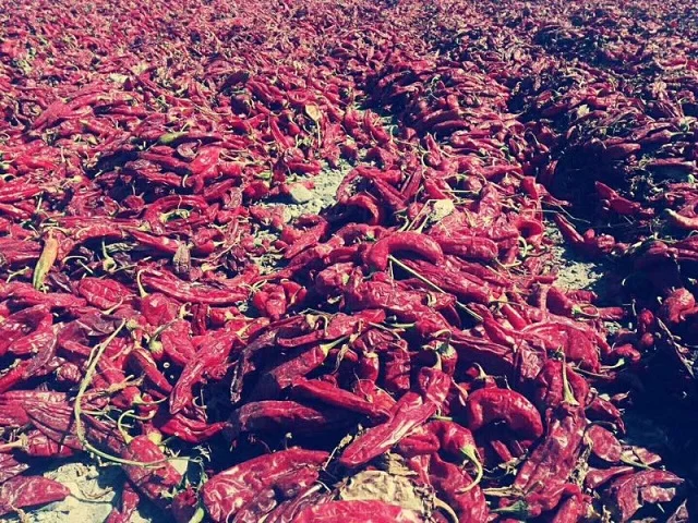 Fresh Red Chili/ Pepper - Buy Fresh Egyptian Pepper Spice,Jalapeno ...