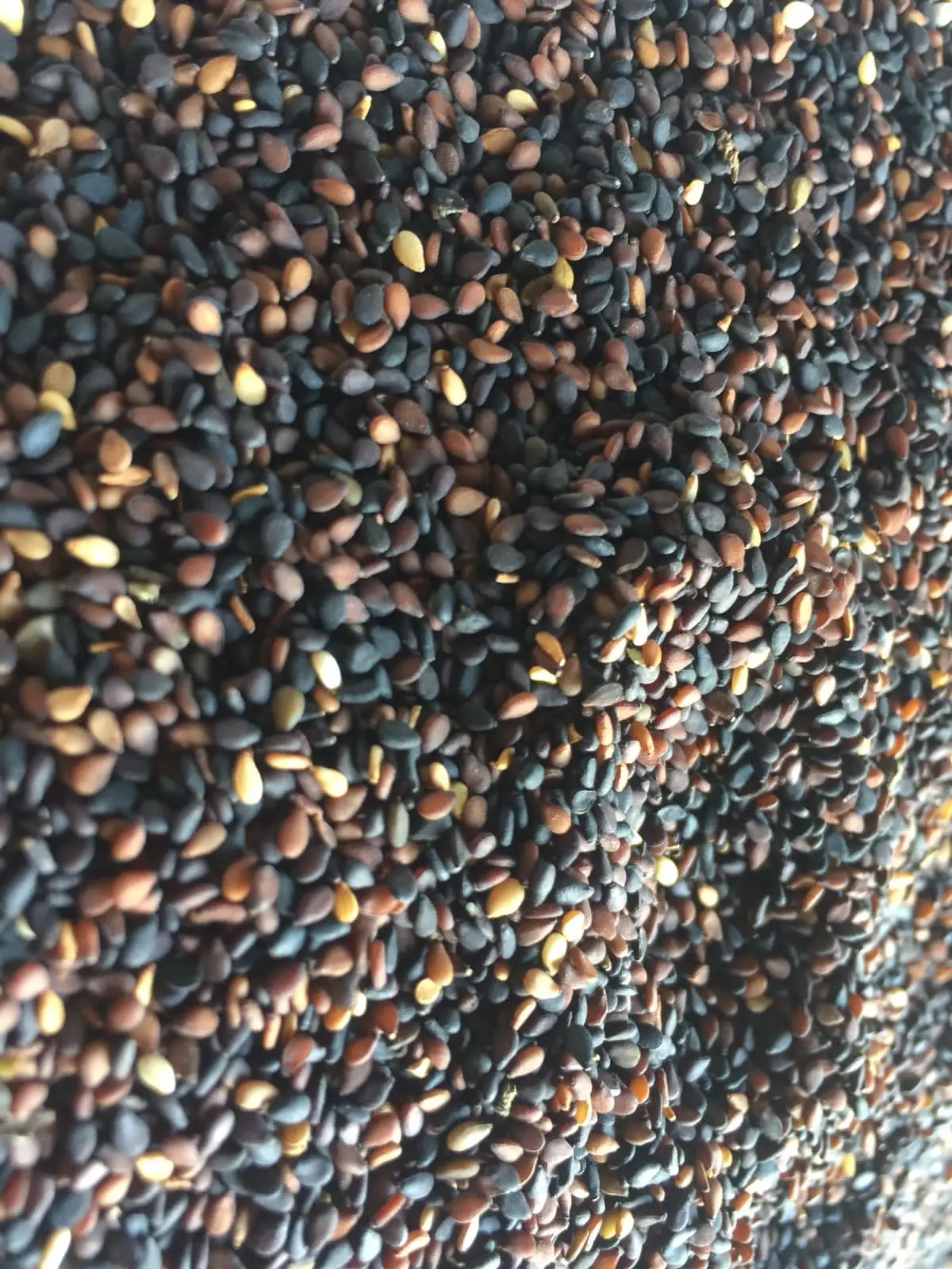 Natural Organic Sesame Seeds Black Sesame Seeds - Buy Sesame Seeds ...