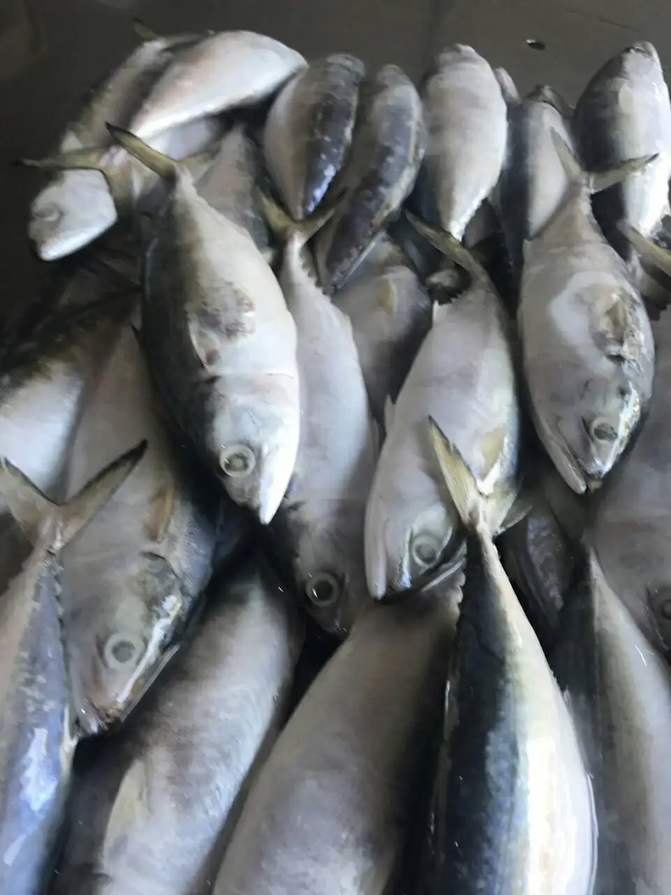 Frozen Short Bodied Mackerel Fish - Indian Mackerel from Vietnam with ...