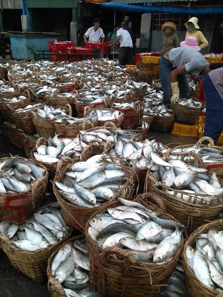 Frozen Hilsa Fish Whole - IQF Frozen Seafood from Vietnam | Quality ...