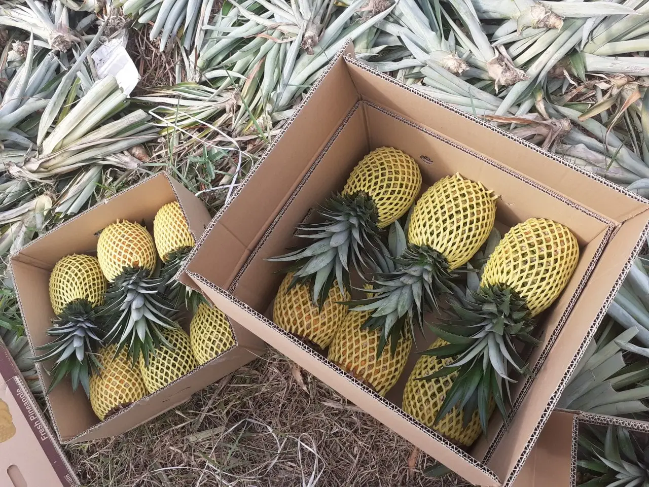 Fresh Pineapple from Vietnam - Export with Competitive Price