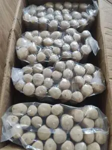 Best Price Supplier Chewable Stick Coffee Tree Wood Dog Chew Toy Coffee ...