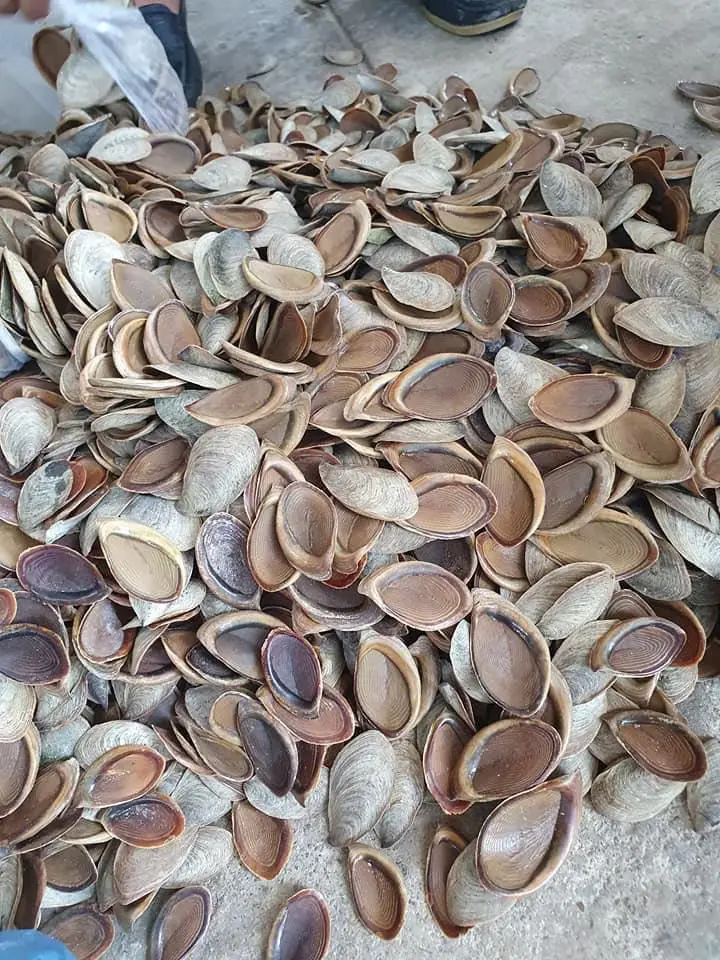 Sea Shell Murex Operculum Collected In Vietnam - Buy Murex Operculum ...