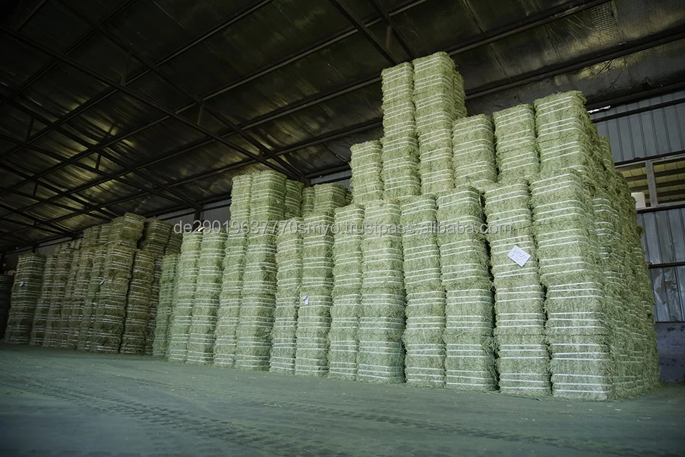 Alfalfa Hay / Alfalfa For Animal Feed For Sale Top Grade In Bulk - Buy ...