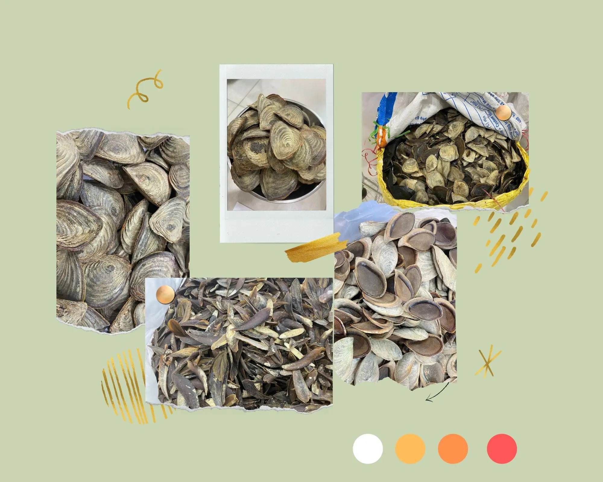 Seashell Onycha/lambis Operculum/ Dried Triton Murex Operculum For ...