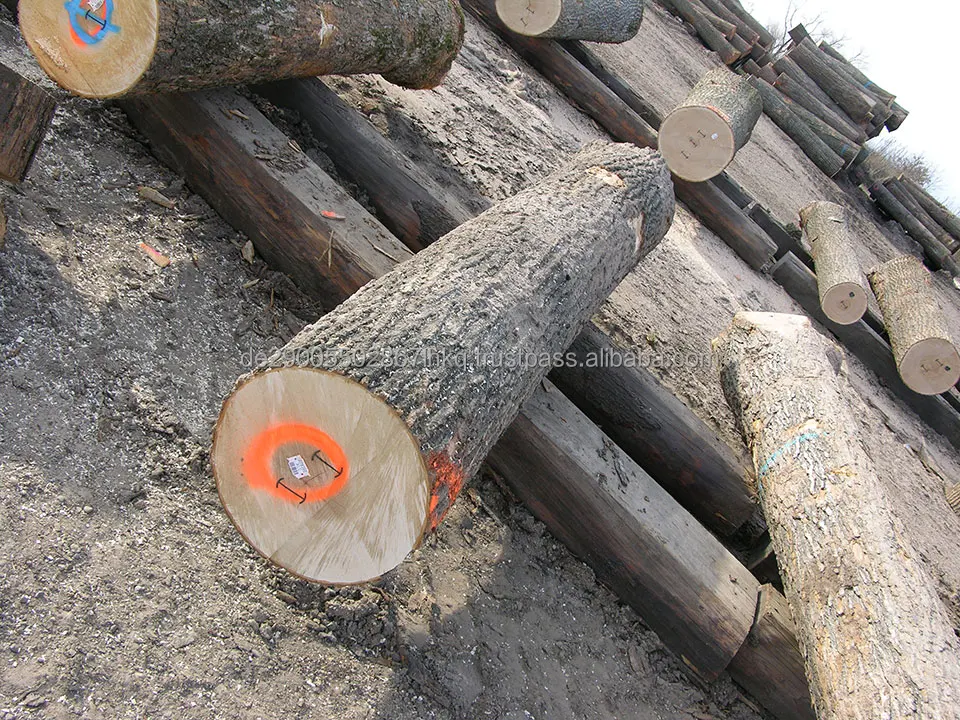Acacia/ Maple/ Oak Logs for Stave Wood, 35+ Cm - FSC Certified