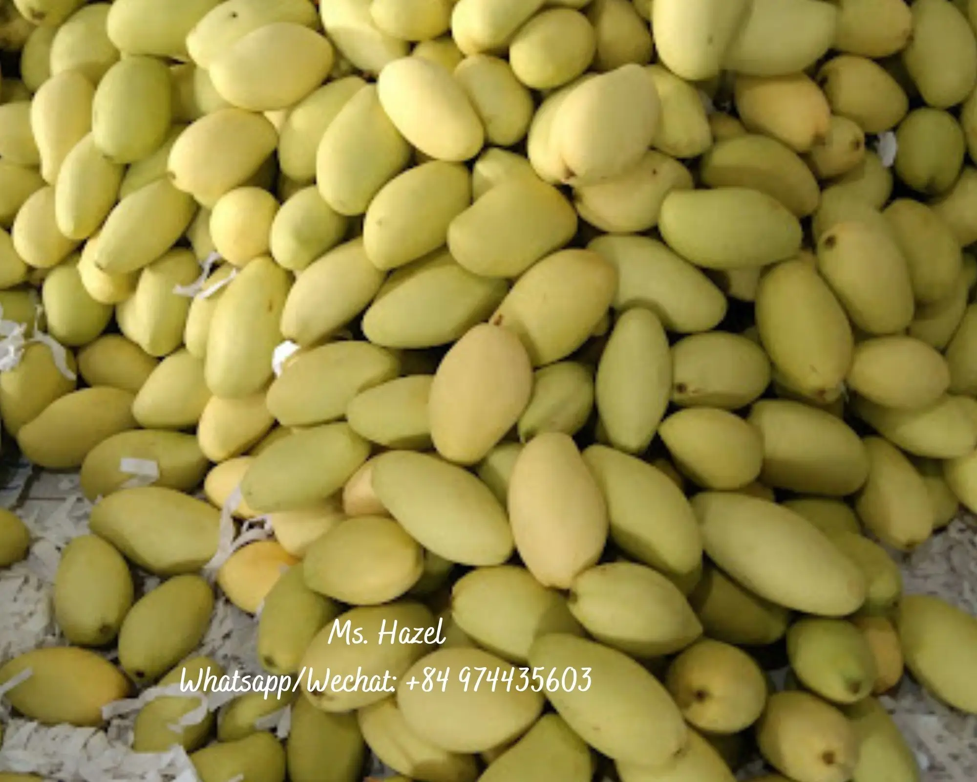 Frozen Mango Iqf Mango With Best Price And Quality / Ann +84 902627804 ...