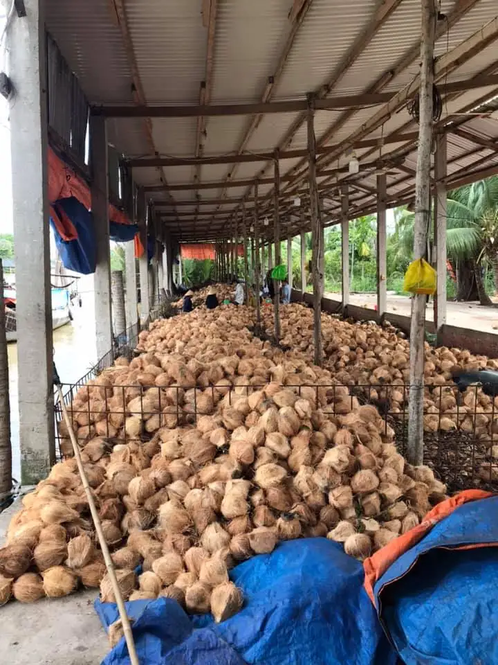 Wholesale Semi Husked Coconut High Quality From Vietnam To Export For ...